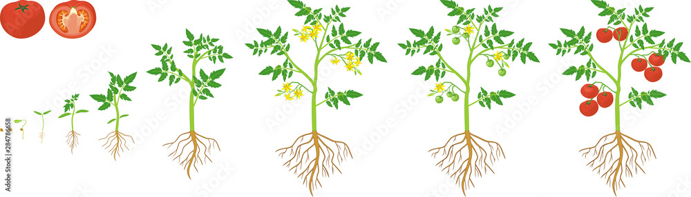Poster Life cycle of tomato plant – Wall Art | UkPosters