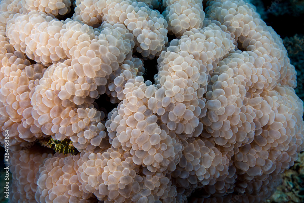 Class Sclerospongiae