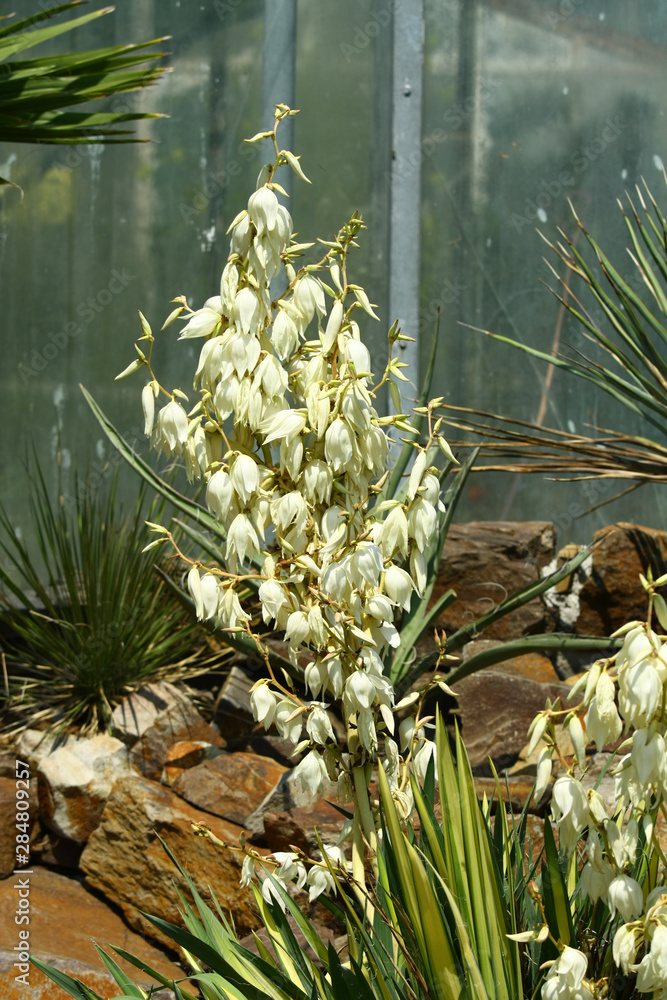 Yucca gigantea Stock Photo | Adobe Stock