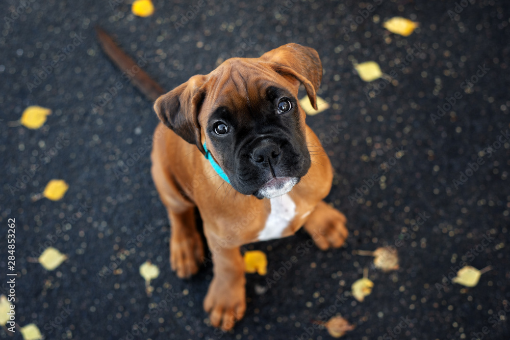 Red Boxer Puppy