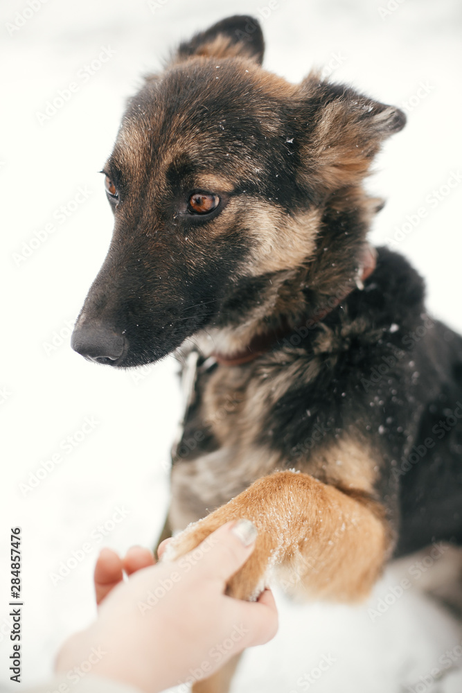 Scared German Shepherd Puppy