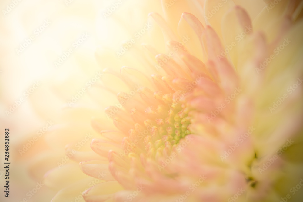 Nature of flower in garden using as cover page background natural flora ...