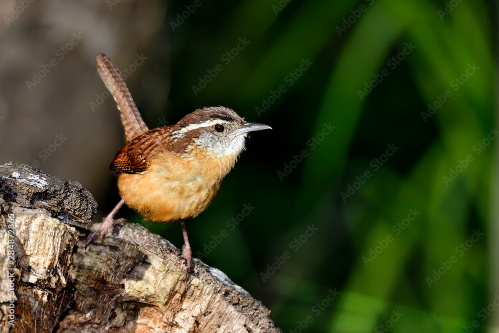 Carolina wren Stock Photo | Adobe Stock