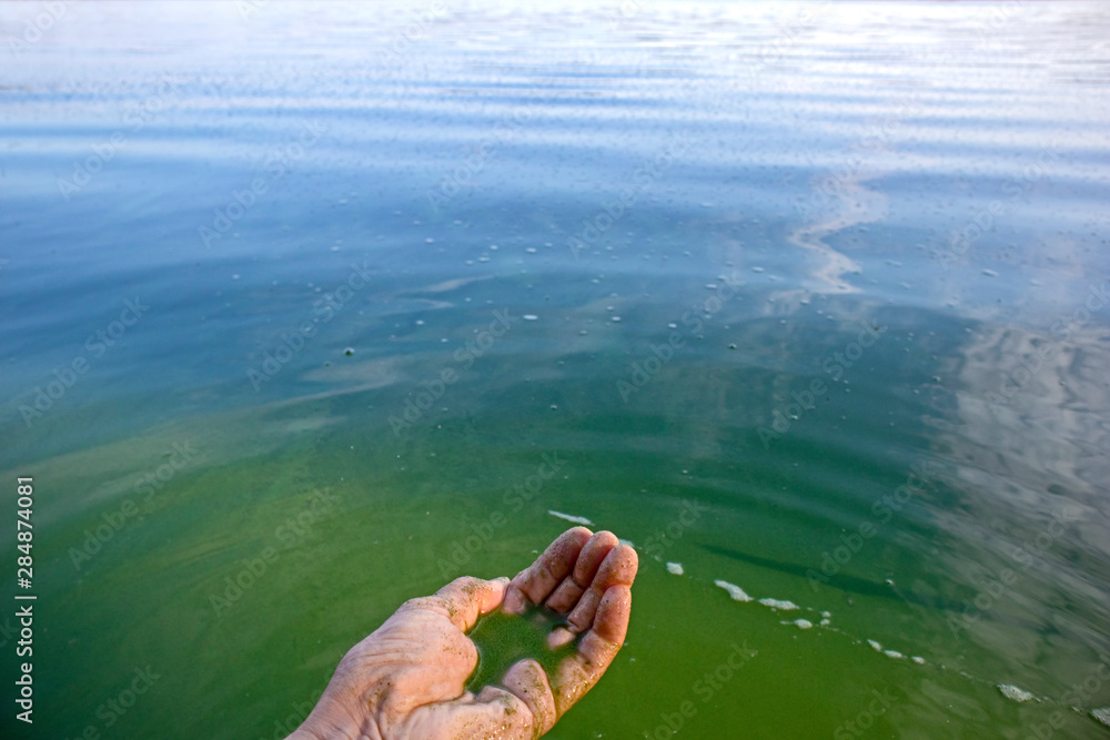 Human hand polluted with blue-green algae. Water pollution by blooming ...
