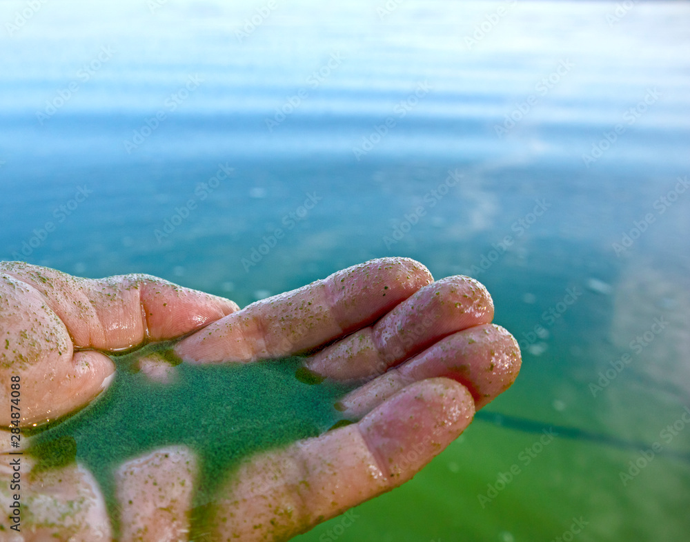 Human hand polluted with blue-green algae. Water pollution by blooming ...