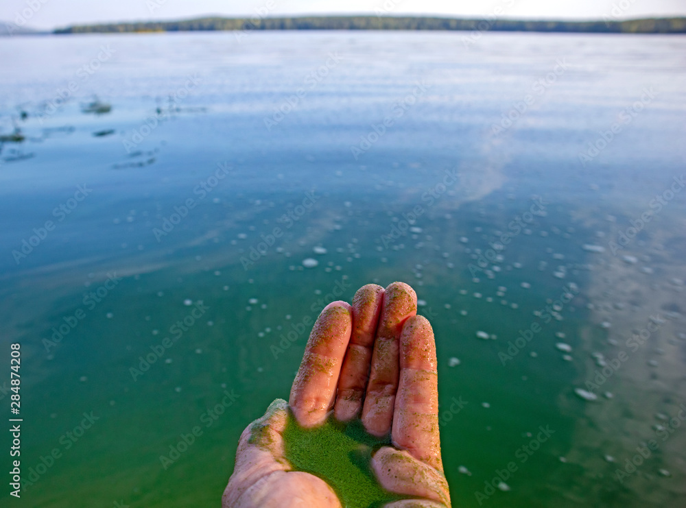 Human hand polluted with blue-green algae. Water pollution by blooming ...