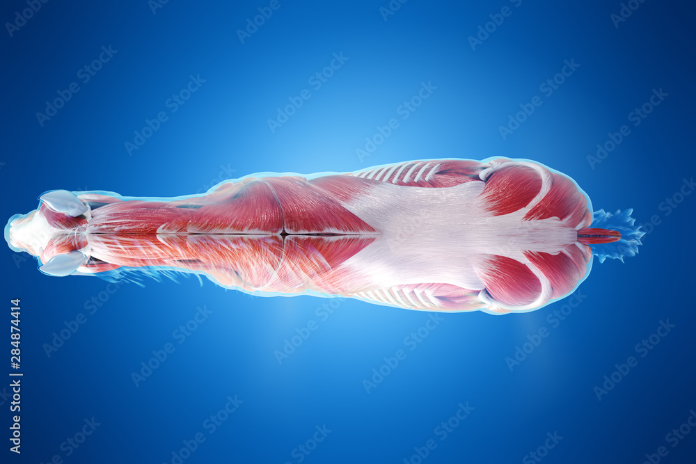 3d rendered medically accurate illustration of a horses muscle anatomy ...