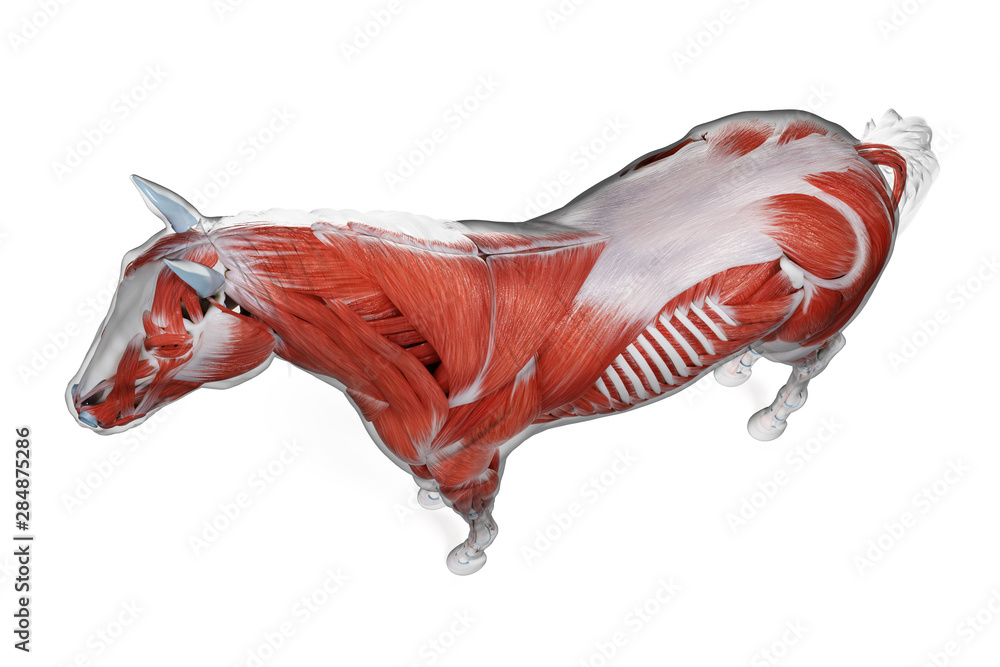3d rendered medically accurate illustration of a horses muscle anatomy ...