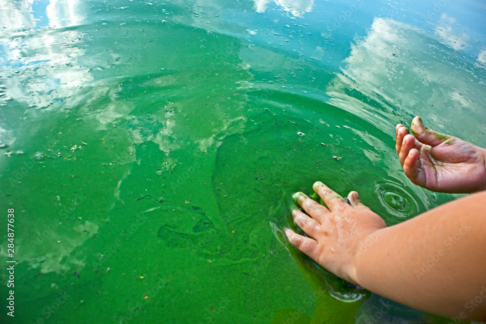 Child hand and blue-green algae. Water pollution by blooming ...