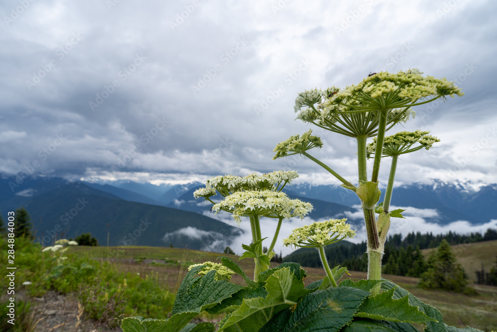 Cow Parsnip, also known as Hogweed Plant, in Olympic National Park ...