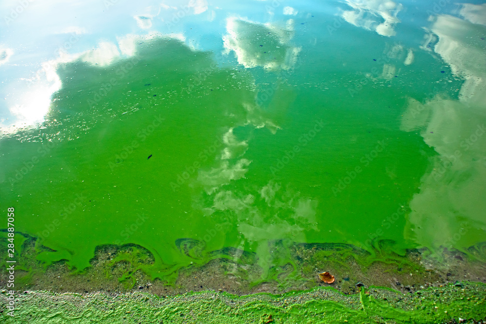 Blooming blue-green algae (Cyanobacteria). Water pollution of rivers ...