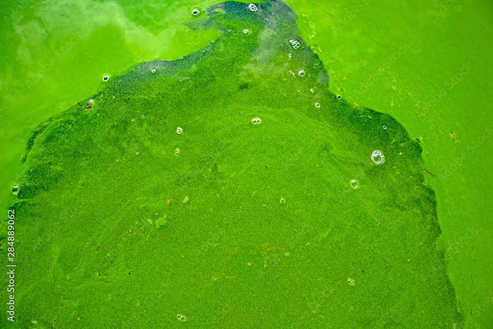 Blooming blue-green algae (Cyanobacteria). Water pollution of rivers ...