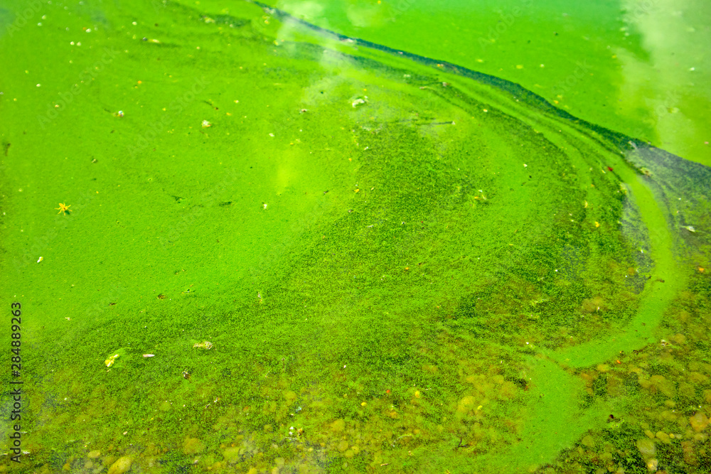 Blooming blue-green algae (Cyanobacteria). Water pollution of rivers ...