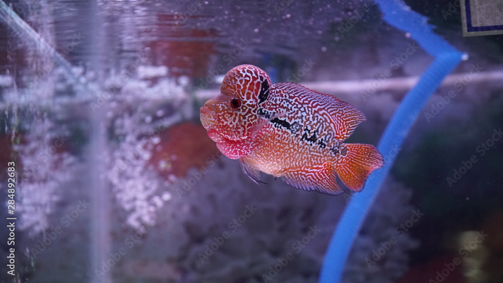 Louhan flowerhorn fish Stock Photo | Adobe Stock