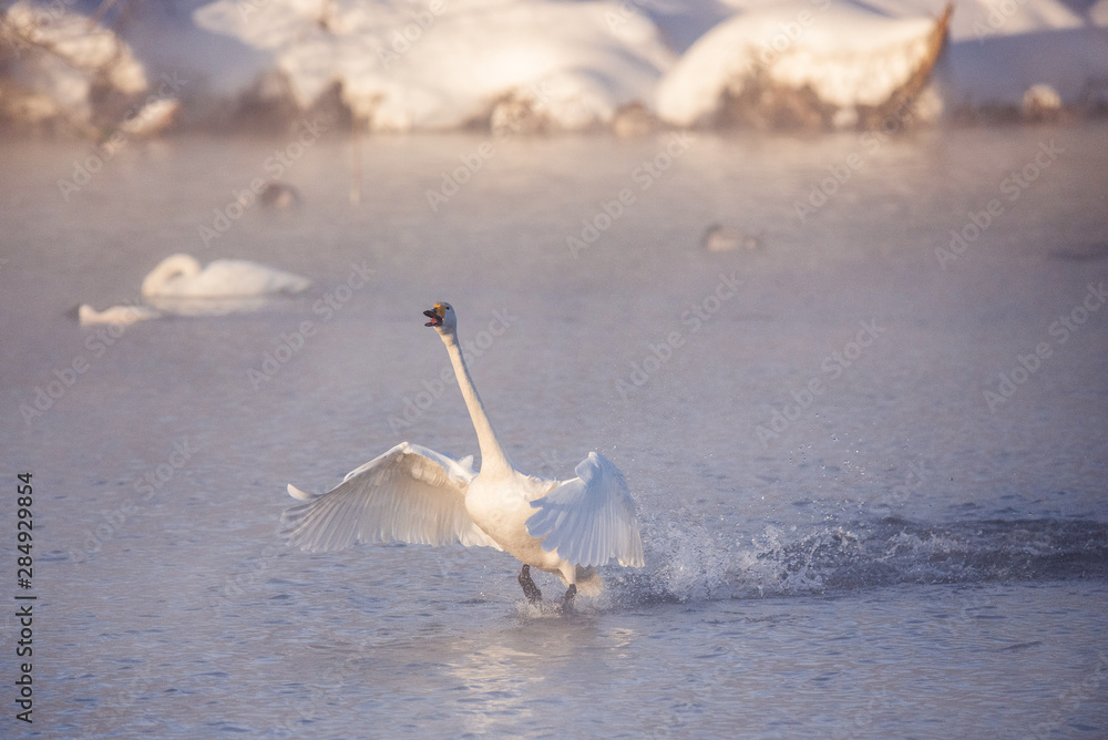 A swan is running through the water. Runs for flight. "Lebedinyj" Swan ...