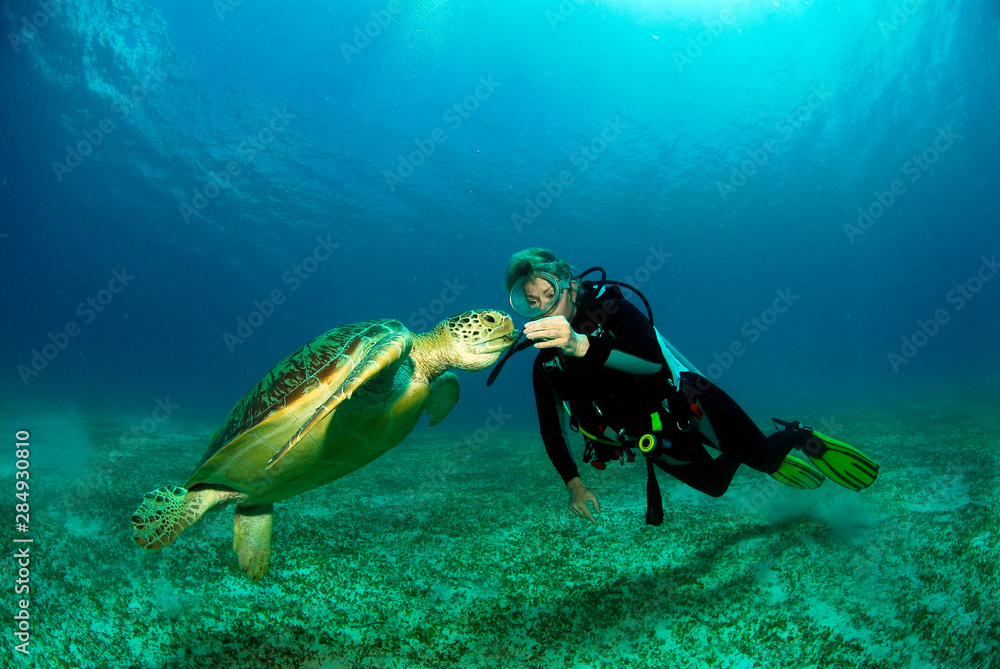 Philippines, scuba diver with green turtle Stock Photo | Adobe Stock