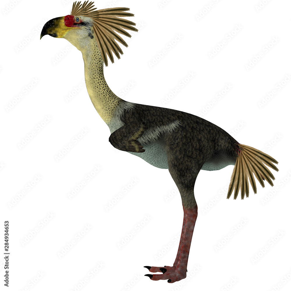 Phorusrhacos Bird Side Profile - Phorusrhacos was a flightless ...