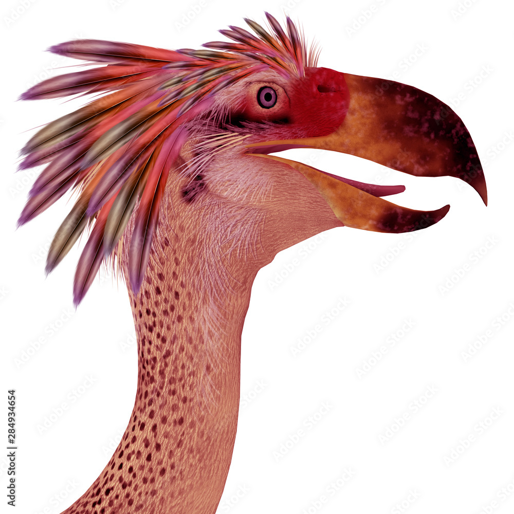 Phorusrhacos Bird Head - Phorusrhacos was a flightless carnivorous ...
