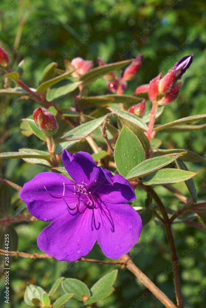 Glory bush (Tibouchina urvilleana). Known as Lasiandra, Princess flower ...