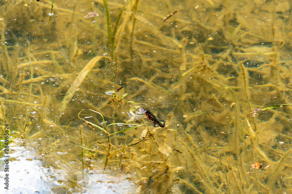 Japanese fire belly newt - Cynops pyrrhogaster - is in water Fukuoka ...