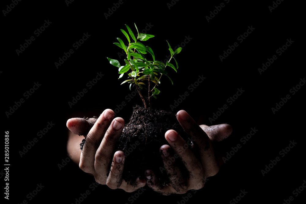 Growing Plant In Hands