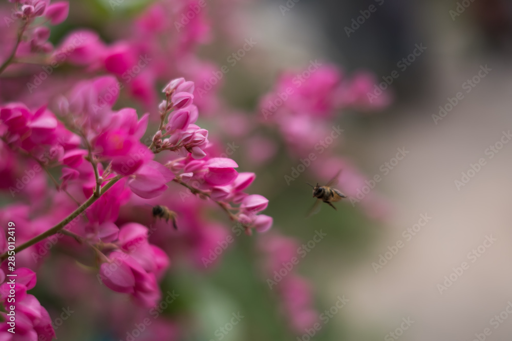 Bee is flying to absorb the pink pollen or Confederate Vine Corallita ...