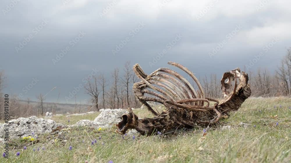 Animal carcass lies in nature. Dead animal and decaying carcass. Animal ...