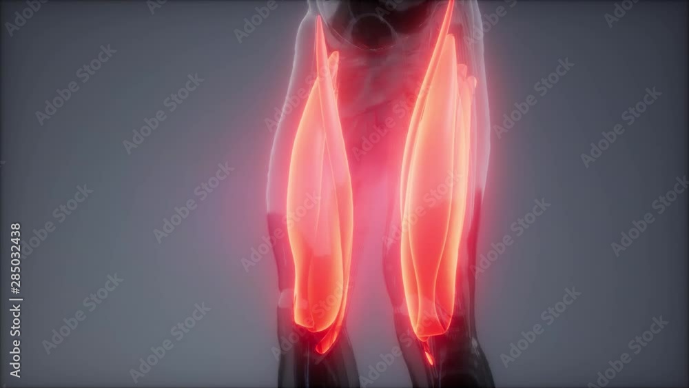 thigh muscles - Visible muscle anatomy map Stock-Video | Adobe Stock