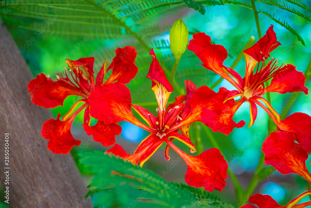 Flamboyant Tree Flower