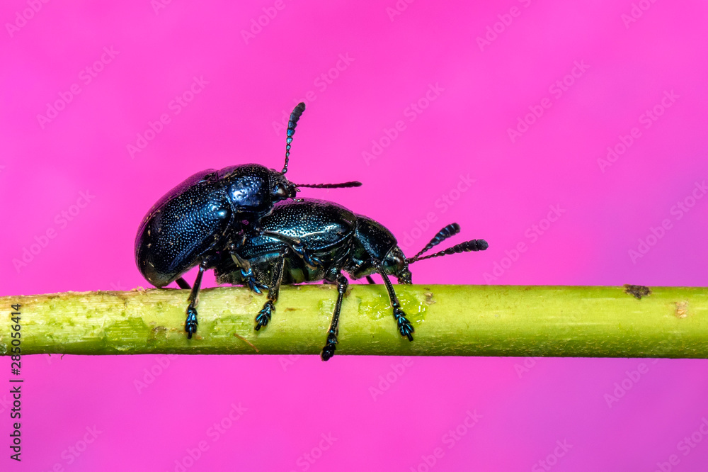 Image of blue milkweed beetle(Chrysochus pulcher) are mating on the ...