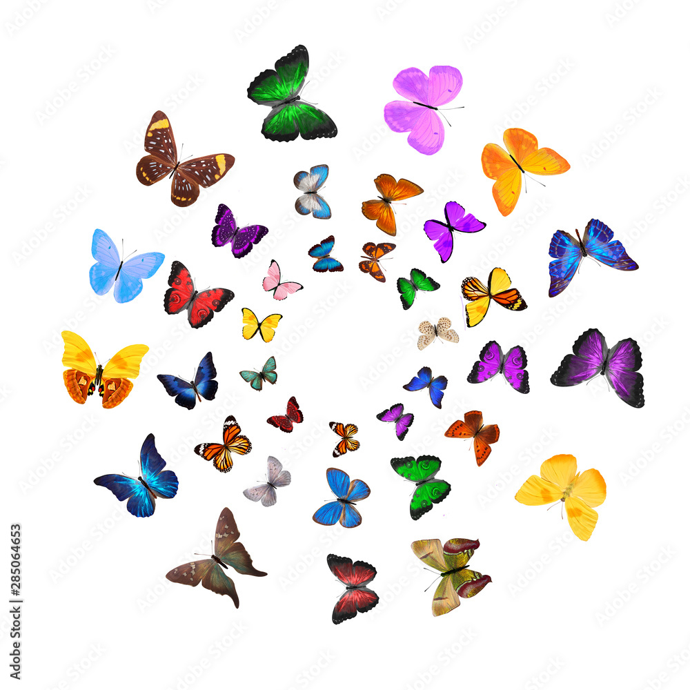 Colorful Butterflies Flying Together
