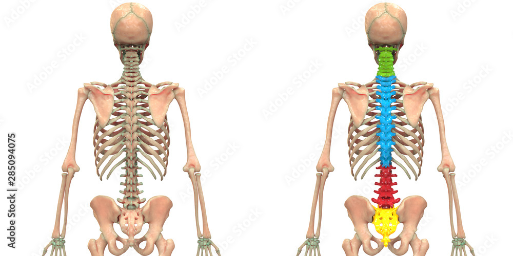 Human Skeleton System Vertebral Column Anatomy Stock Illustration ...