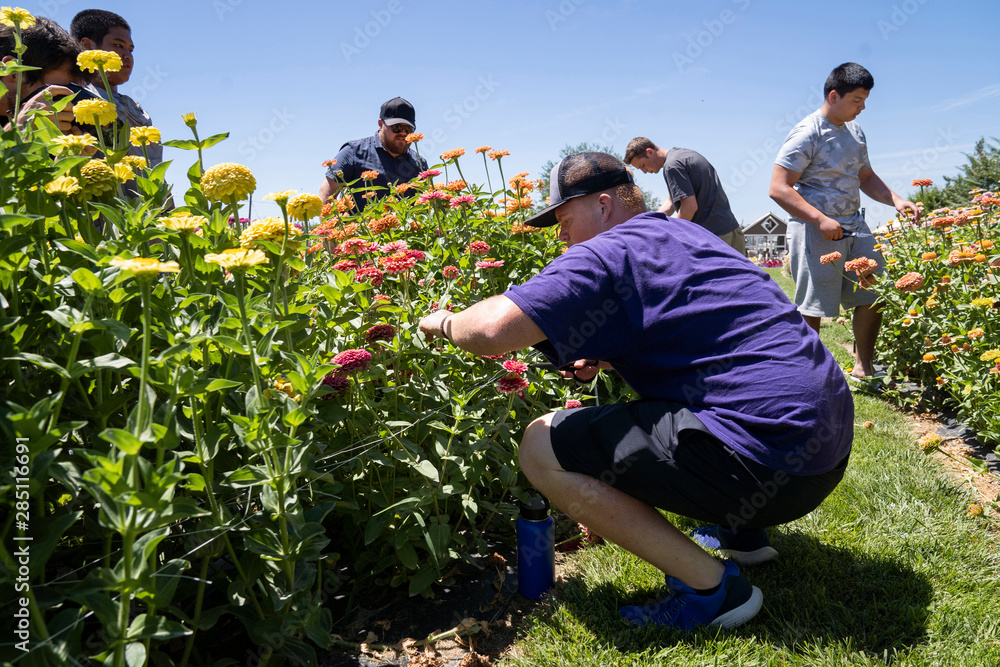 Volunteers at flower farm helping remove dead flowers from the beds ...