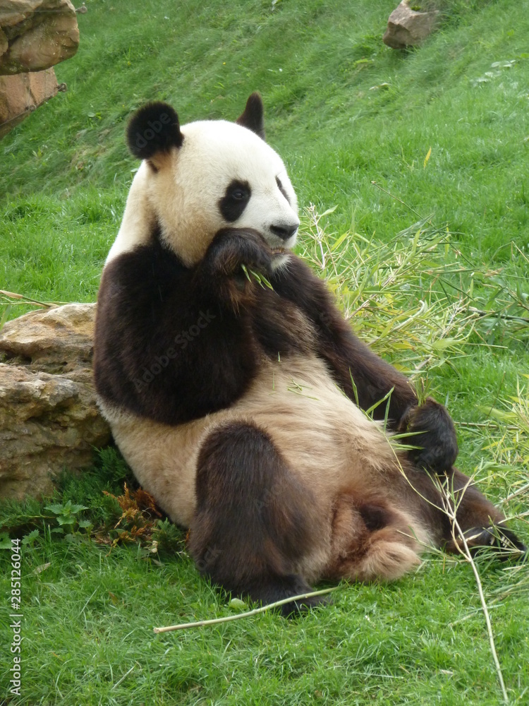 Un panda assis mange son bambou Stock Photo | Adobe Stock
