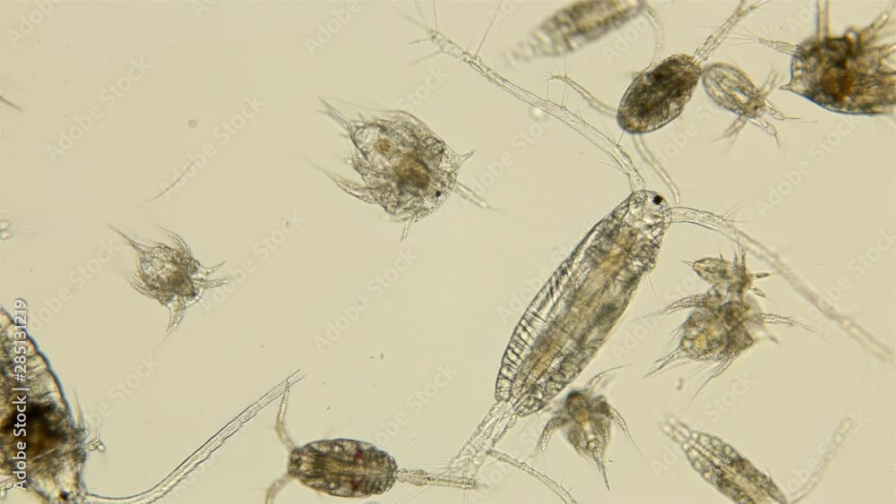 Vidéo Stock zooplankton of the Black Sea under the microscope ...
