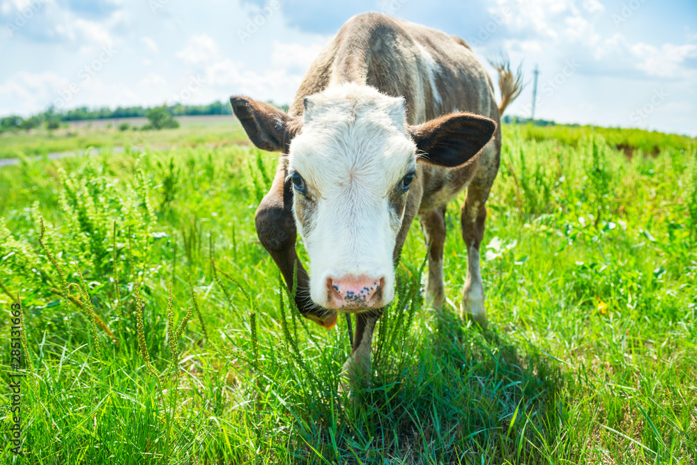 Pretty little calf standing alone in green pasture. Calf cow portrait ...