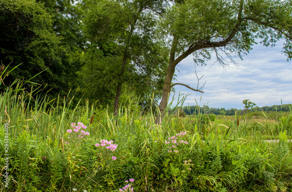 Native wildflowers at Pike Marsh in Moraine Hills State Park in ...