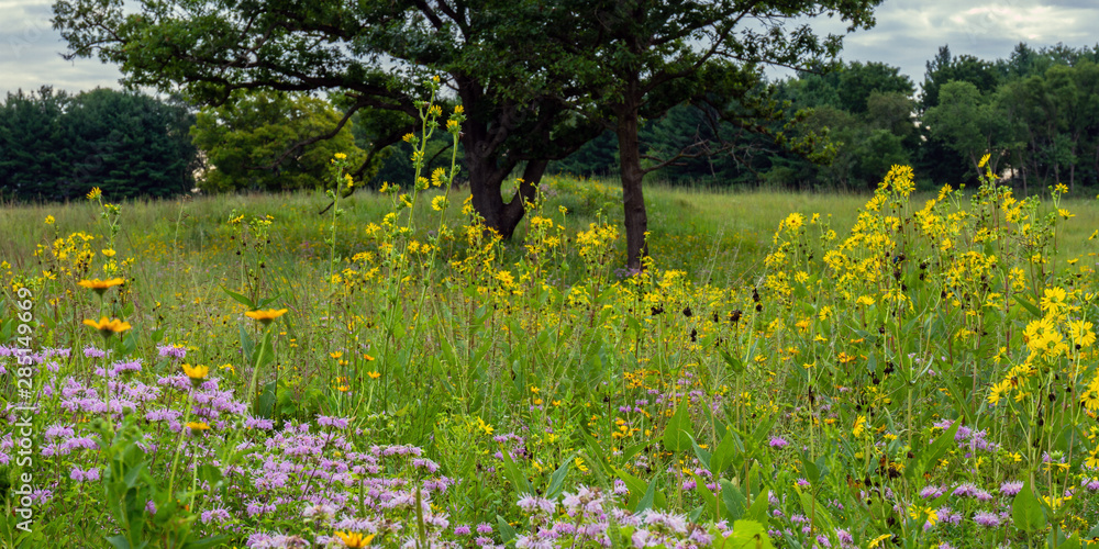 Native wildflowers on the prairie at Moraine Hills State Park in ...
