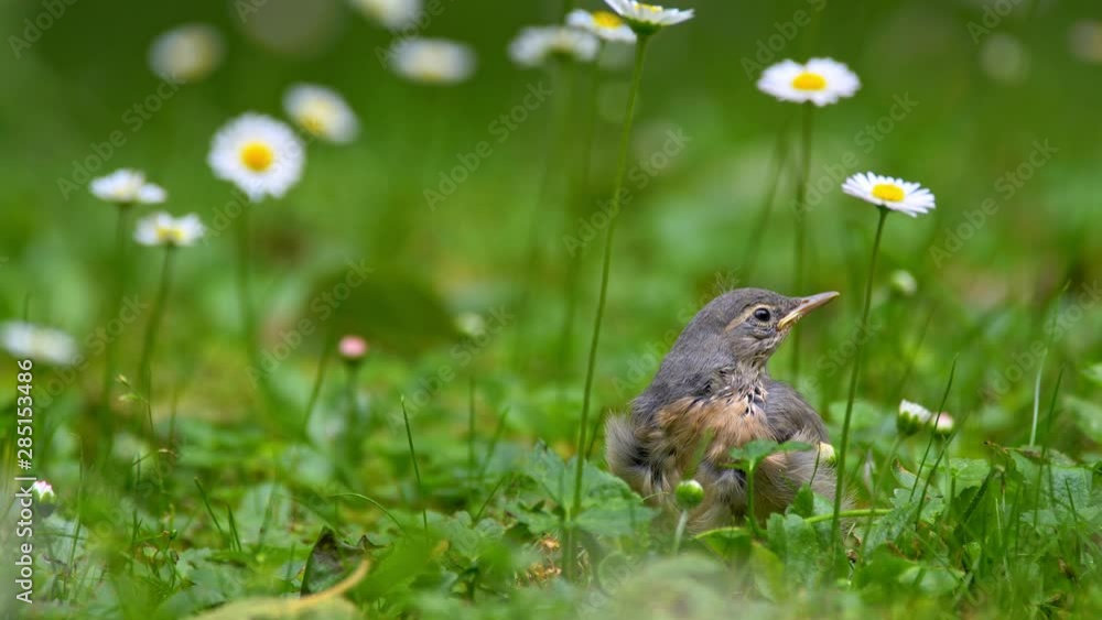 Grey wagtail chick in flowers Stock ビデオ | Adobe Stock