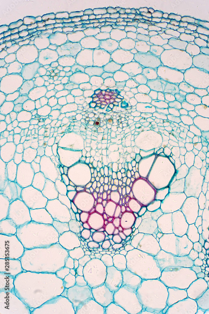 Vascular Bundle Microscope