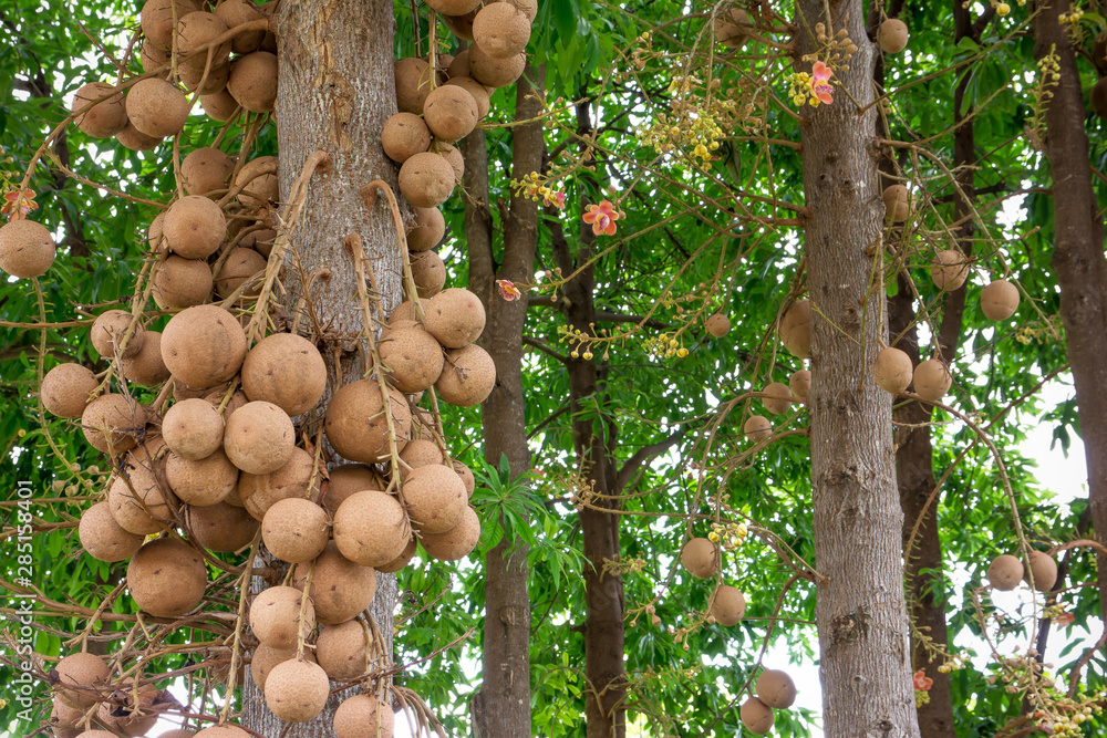 Shorea Robusta flower tree with fruit in the garden background ...