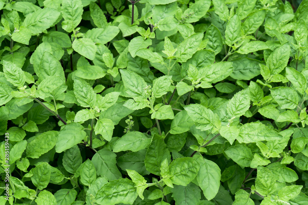 Ocimum Sanctum basil leaves in the garden background. Green Holy basil ...
