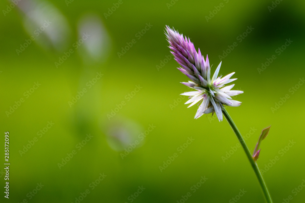 Wild flower of deccan plateau, India Stock Photo | Adobe Stock