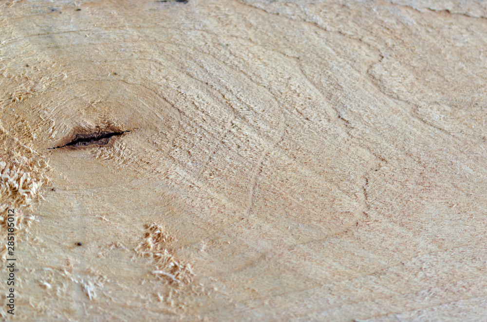 Natural wood texture closeup. Tree cut background. Wood working, timber ...