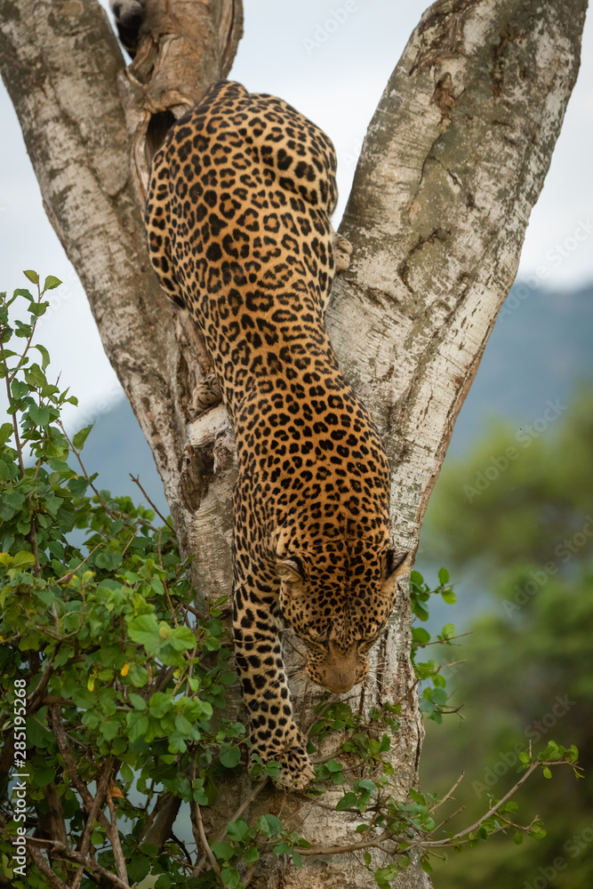 Jaguar Climbing A Tree