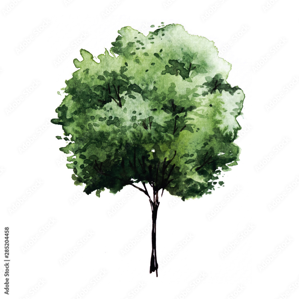 Green tree with leaves. Hand drawn watercolor painting,isolate on white ...