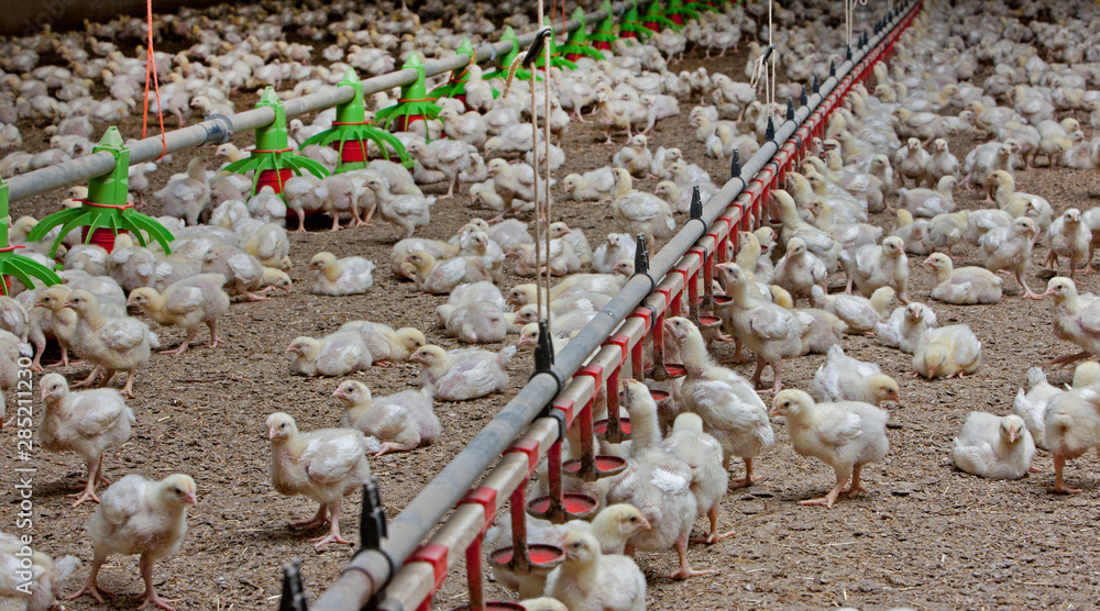 Poultry. Chicklets in barn. Netherlands. Chicken. Farming Stock Photo ...
