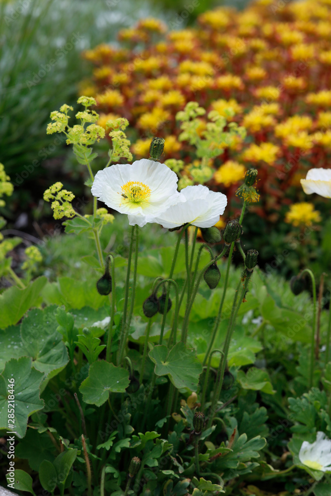 Weißer Mohn oder Alpenmohn und Mauerpfeffer im Steingarten Stock Photo ...
