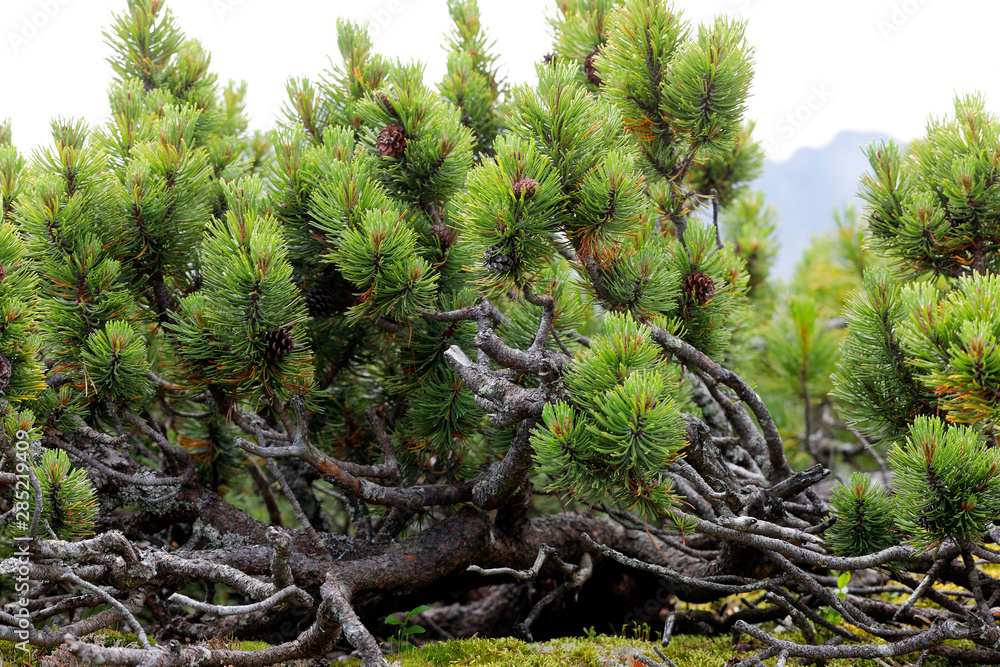 Berg-Kiefer oder Latschenkiefer (Pinus mugo) in den Alpen Photos ...