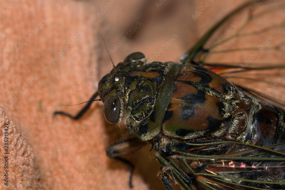 Cicada large bug insect wings, Stock Photo | Adobe Stock